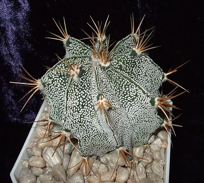 MERRY CHRISTMAS, Thanks Hubby!!! - CactiGuide.com